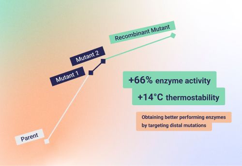 Obtaining better performing enzymes by targeting distal mutations ...